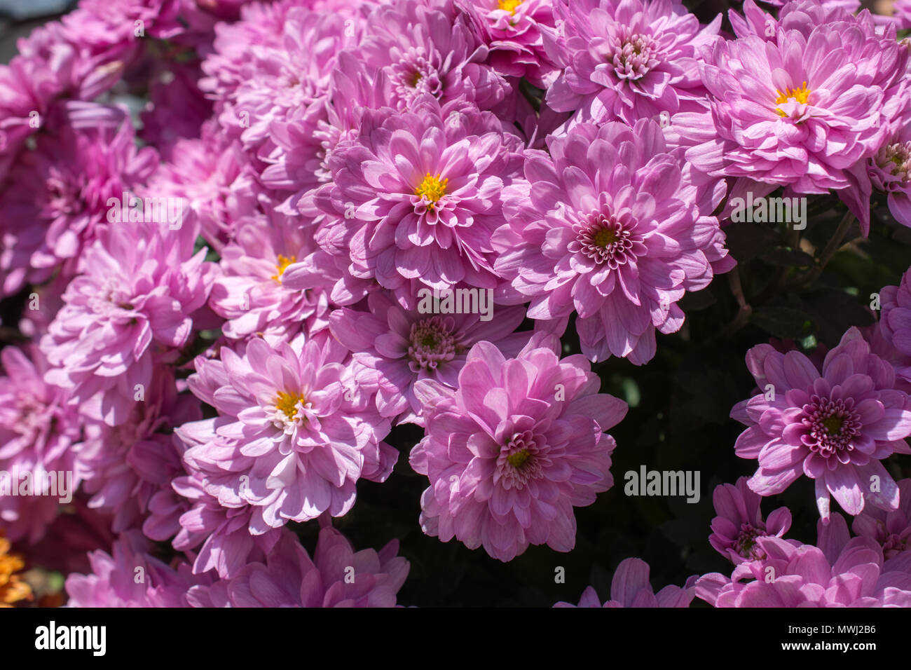 Beautiful fresh flowers as a nature background Stock Photo - Alamy