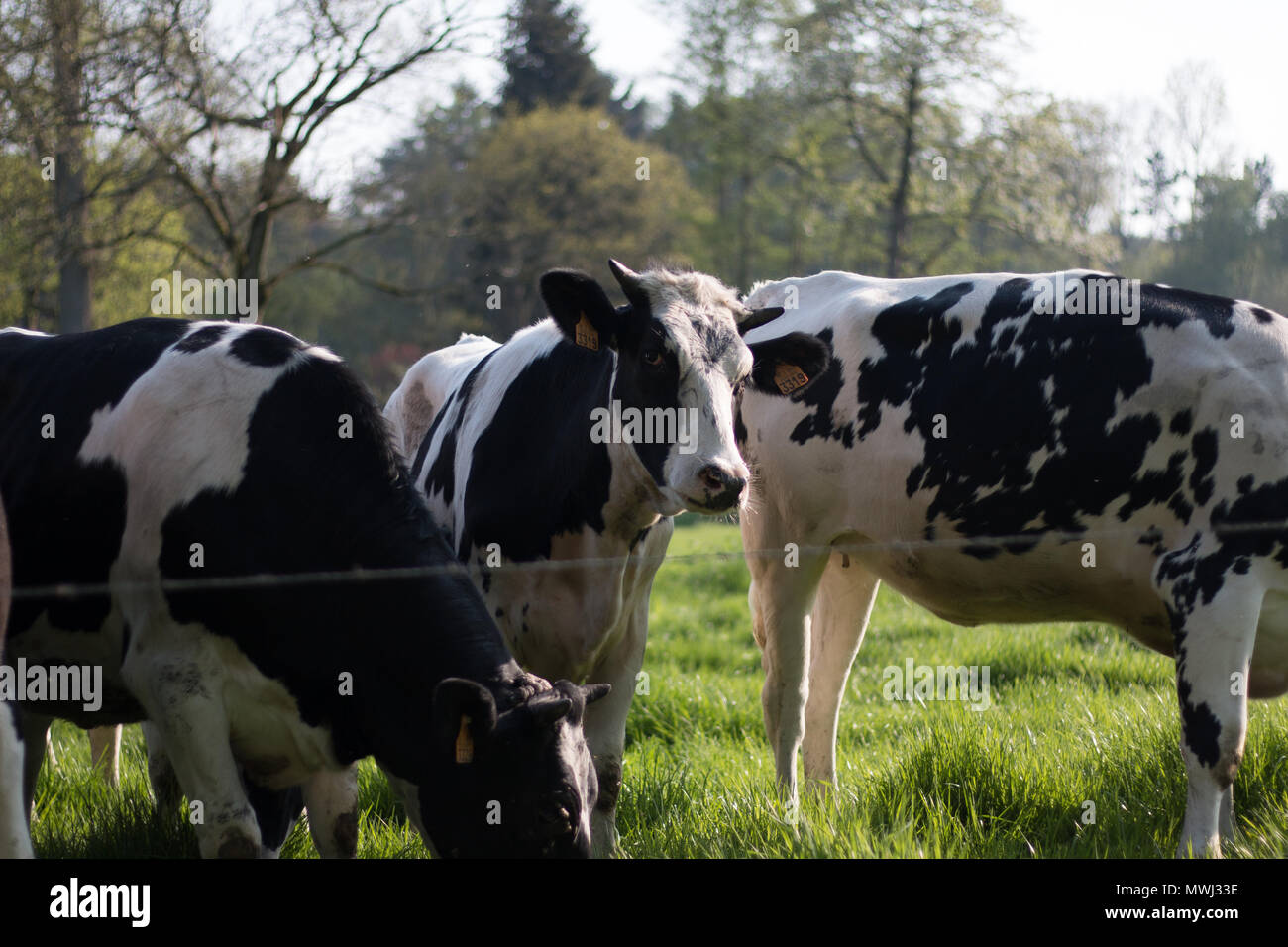 Cow rear end hi-res stock photography and images - Alamy