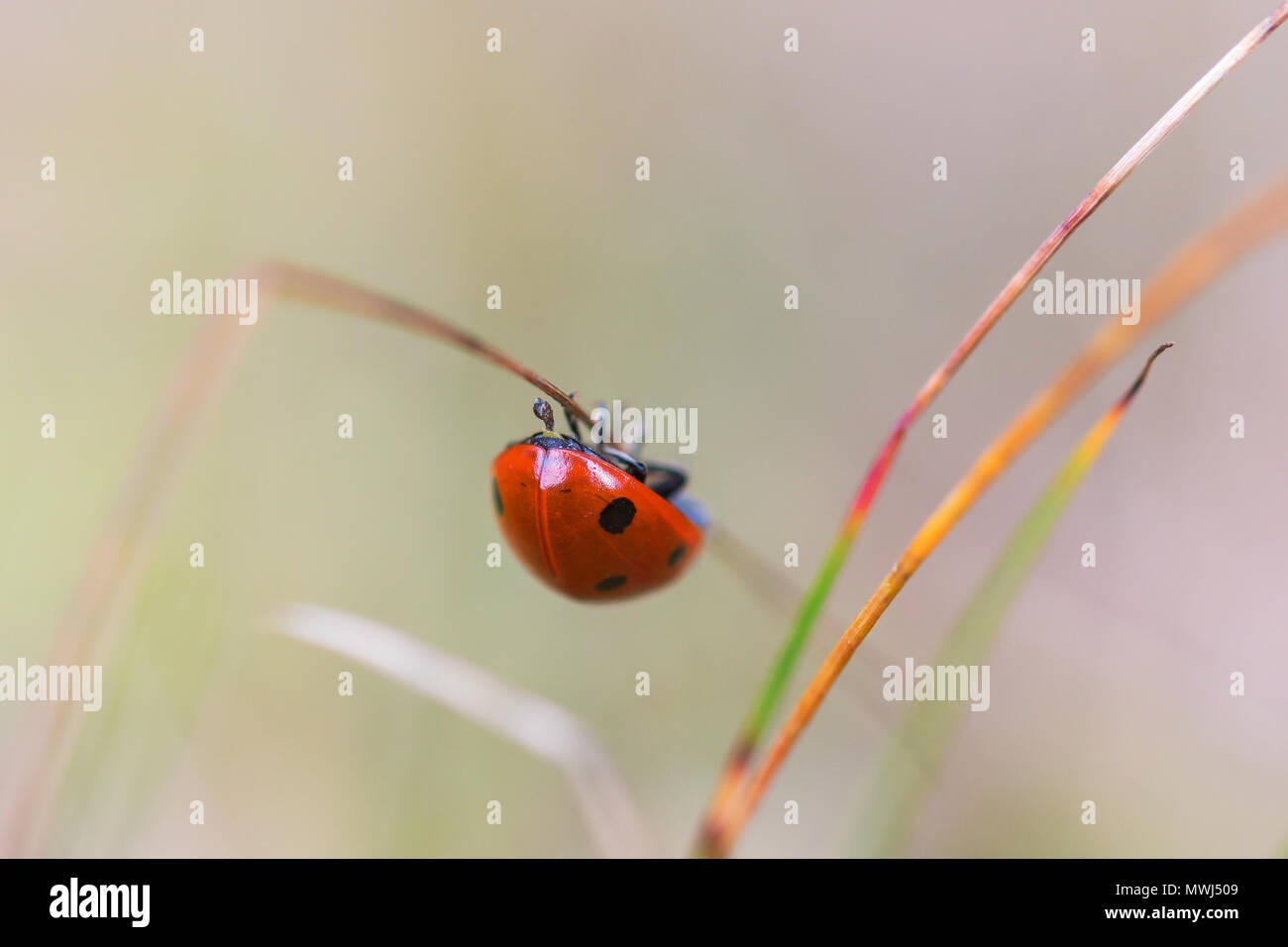 Ladybug climbing on a blade of grass up and down Stock Photo - Alamy