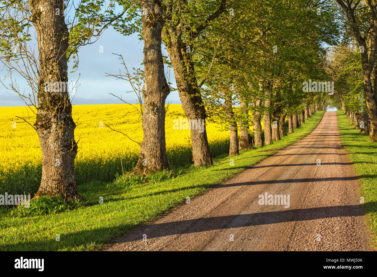 Gravel road alley in rural landscape Stock Photo - Alamy