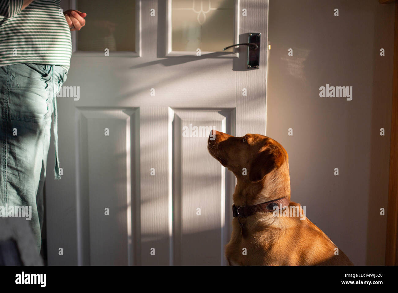 Interior shot of a dog waiting for a treat Stock Photo - Alamy