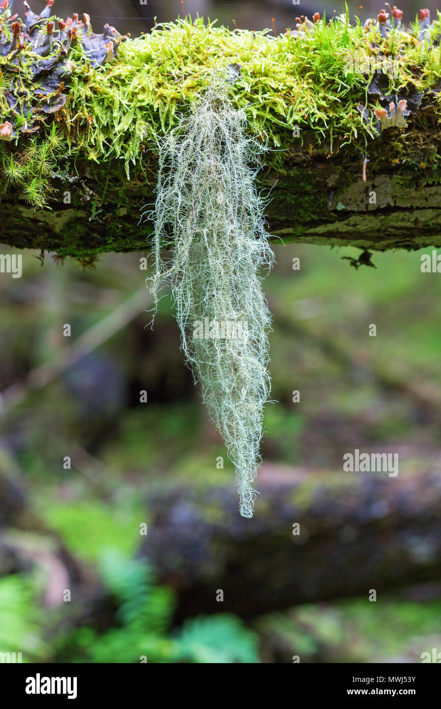 Hanging Lichen High Resolution Stock Photography and Images - Alamy