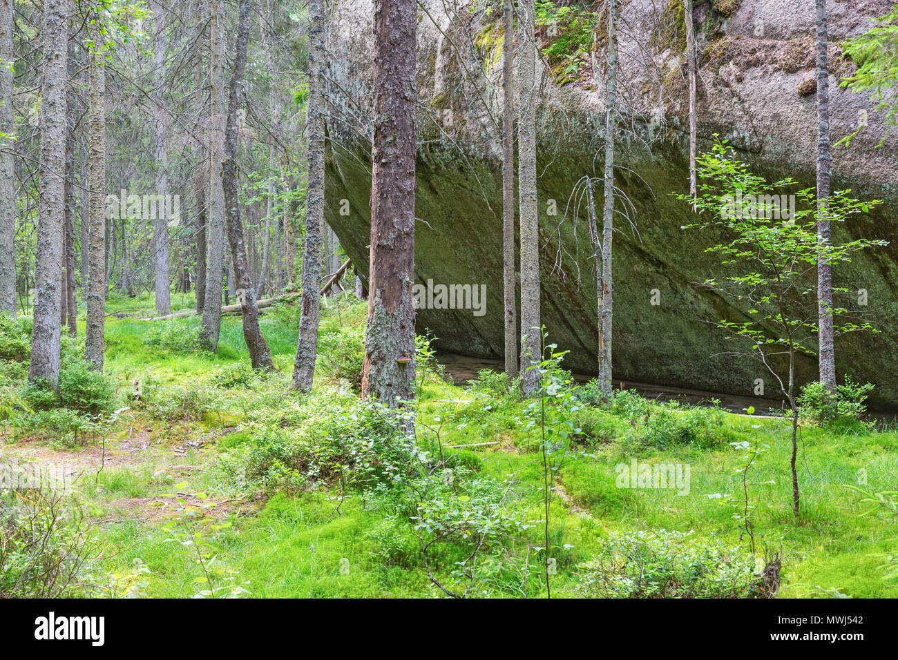 Big rock blocks in the forest Stock Photo - Alamy