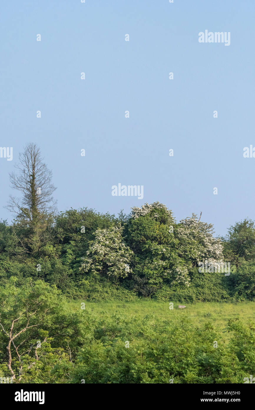 Natural hedgerow in Cornwall, with a couple of flowering Elder ...