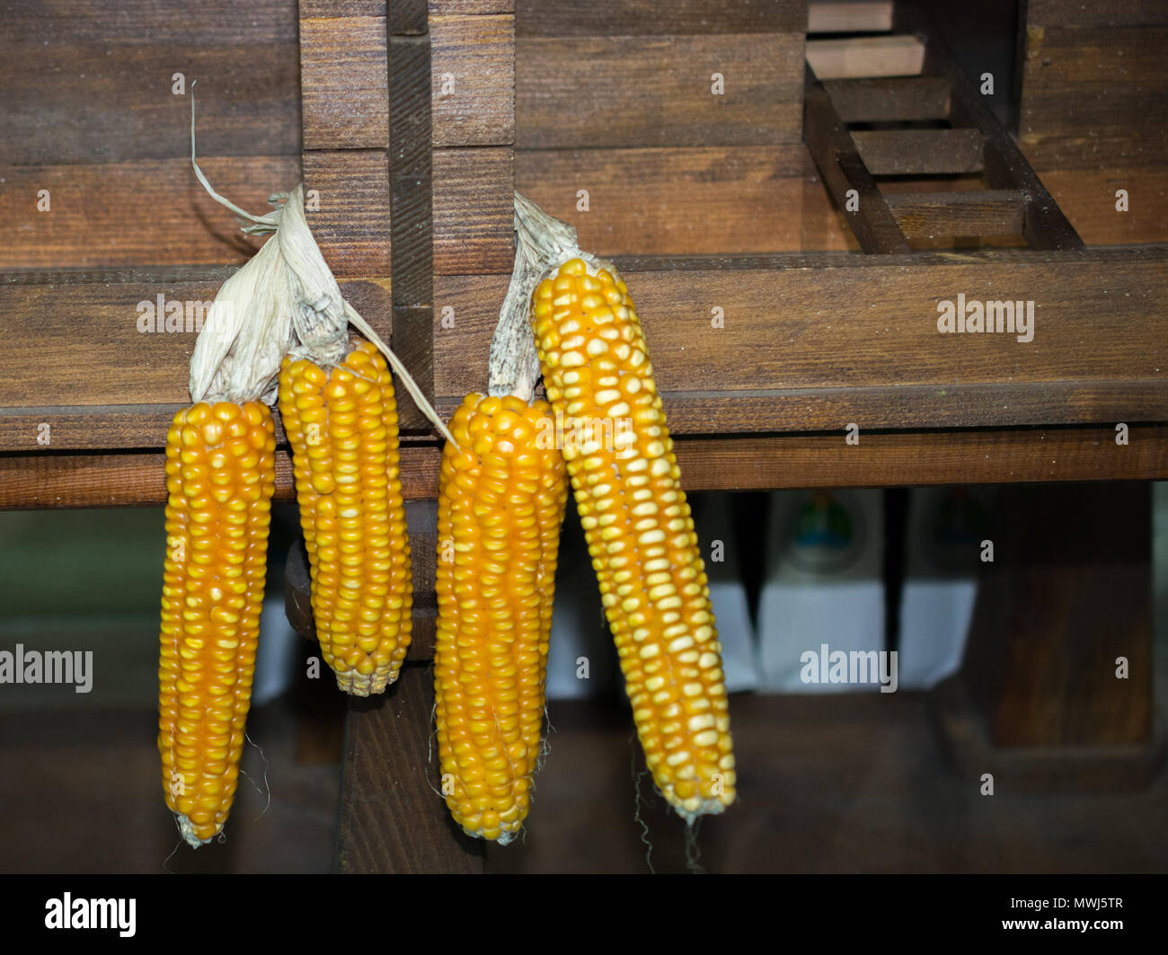 Dry corn on the cob kernels are peeled Stock Photo - Alamy