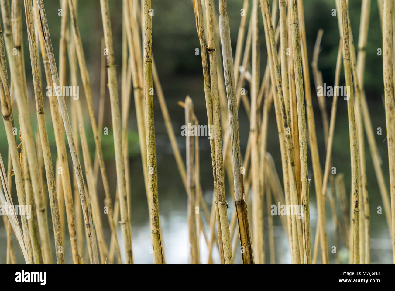Abstract image with low depth of field of reed stalks at the edge of a ...