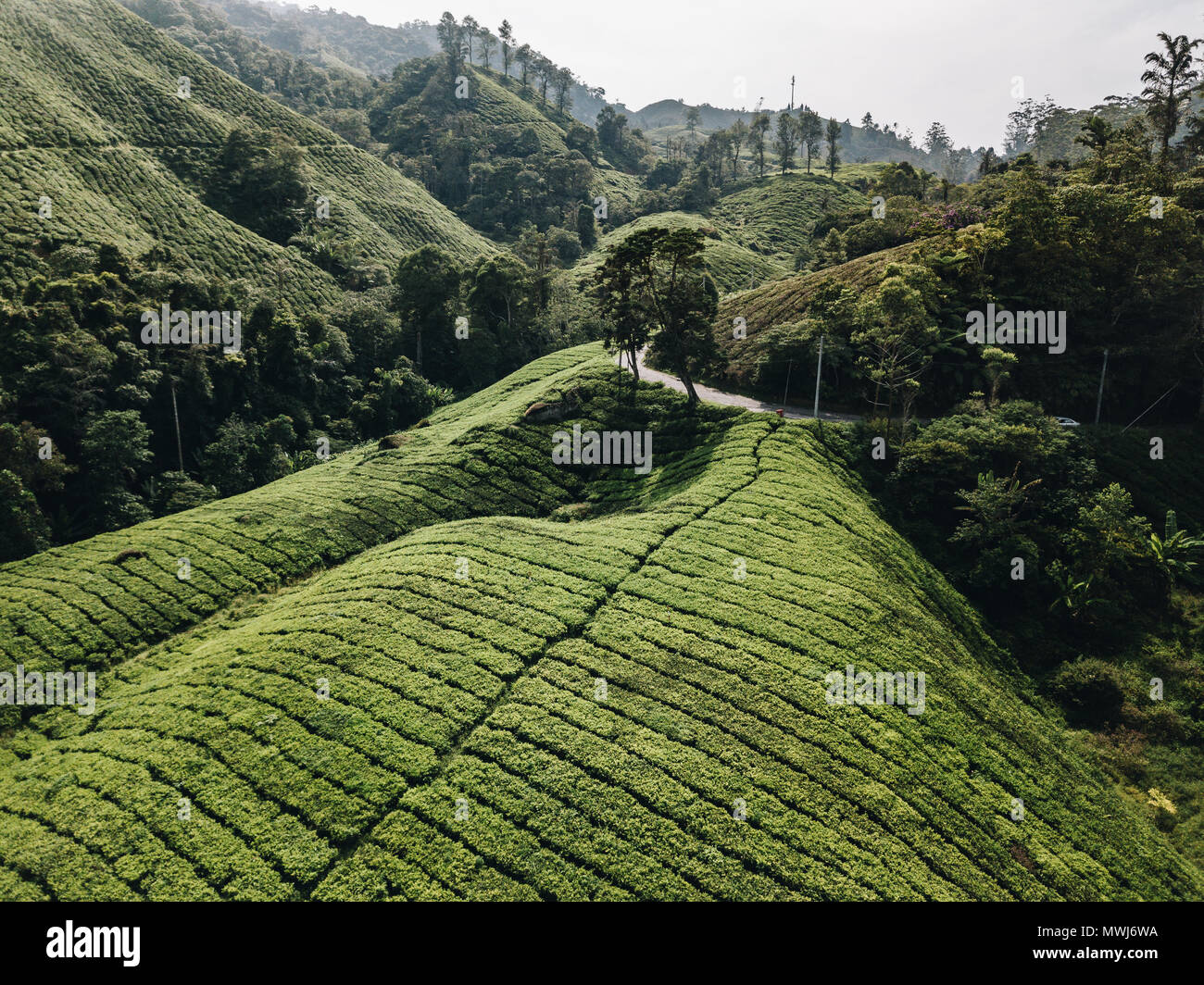 Tea plantations in Cameron Highlands, Malaysia Stock Photo - Alamy