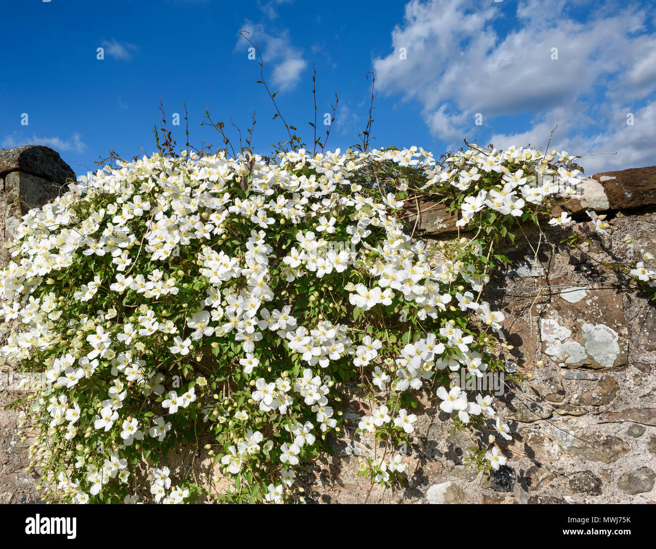 Clematis climbing wall flower hi-res stock photography and images - Alamy