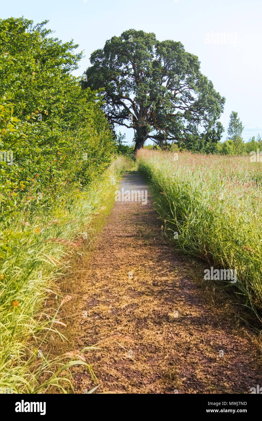 Easy Hiking Trail Stock Photo - Alamy