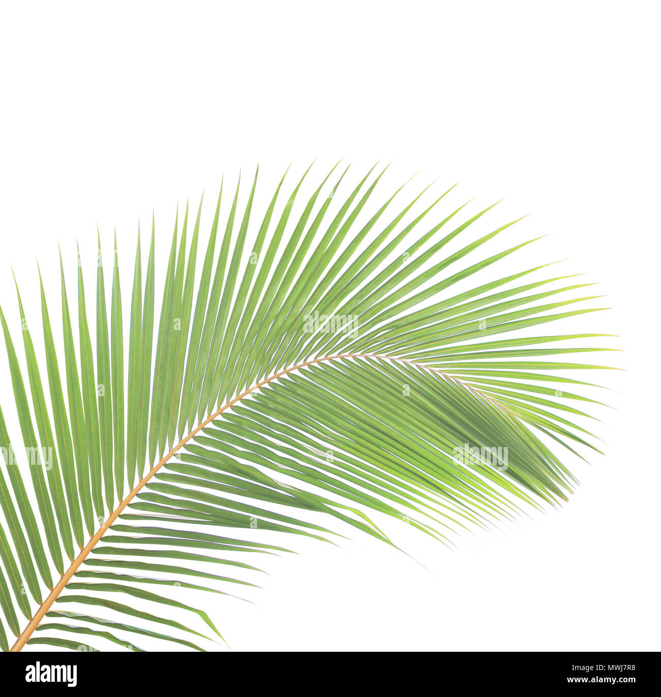 Coconut leaf isolated on white background Stock Photo - Alamy