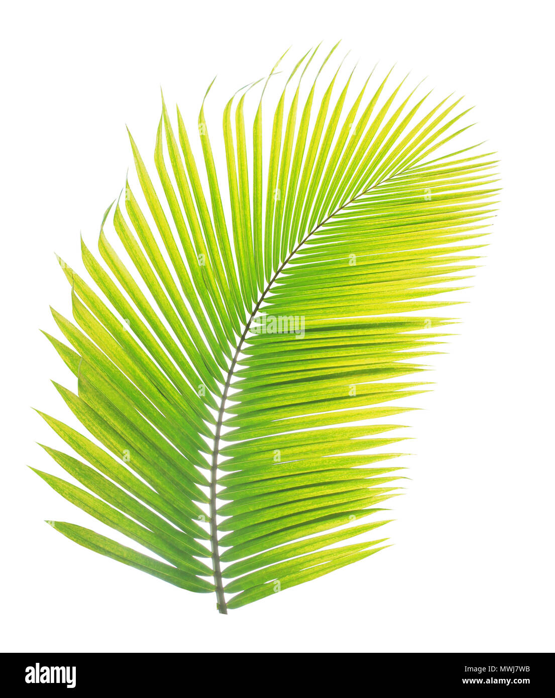 Coconut leaf isolated on white background Stock Photo - Alamy