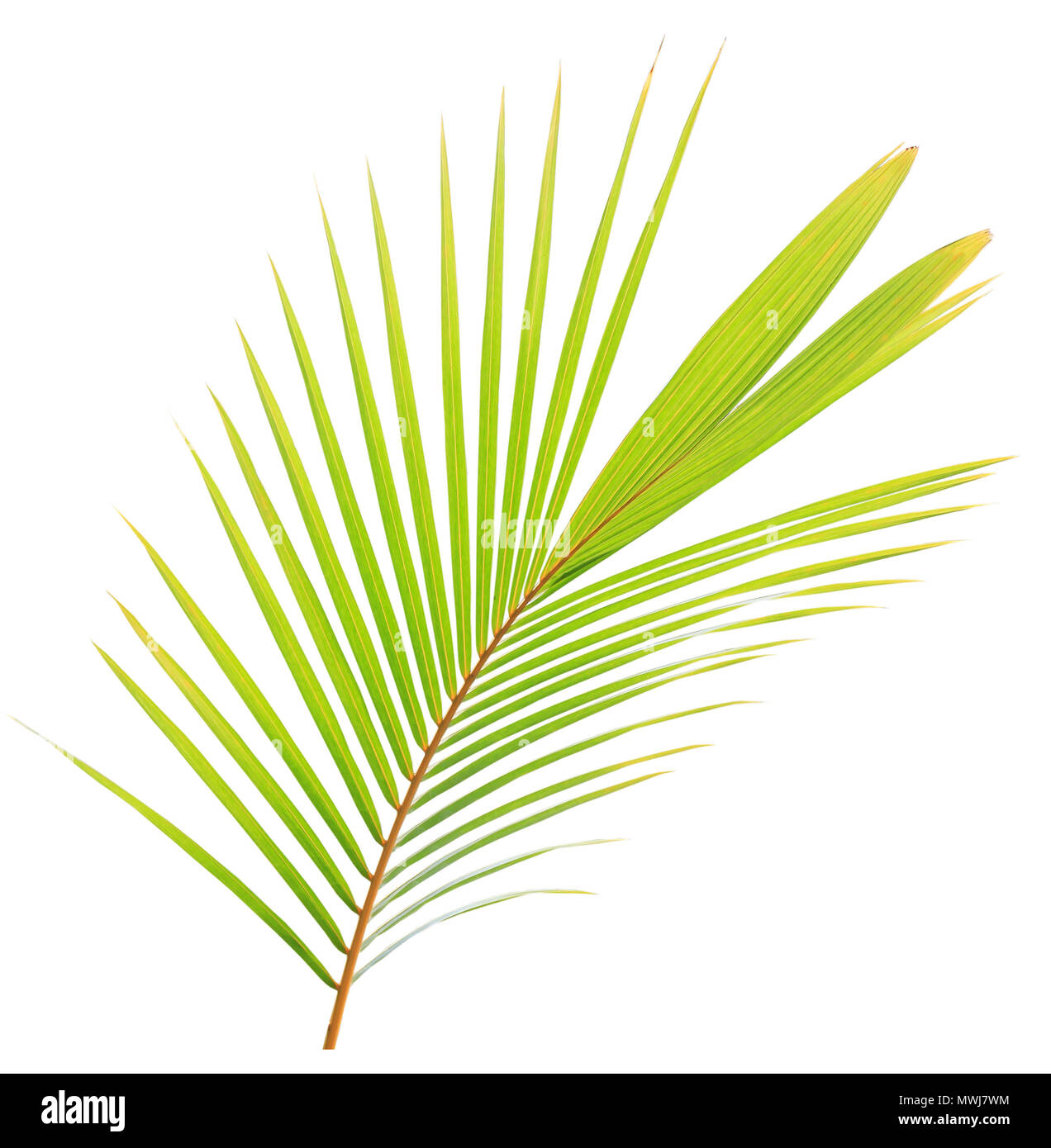 Coconut leaf isolated on white background Stock Photo - Alamy