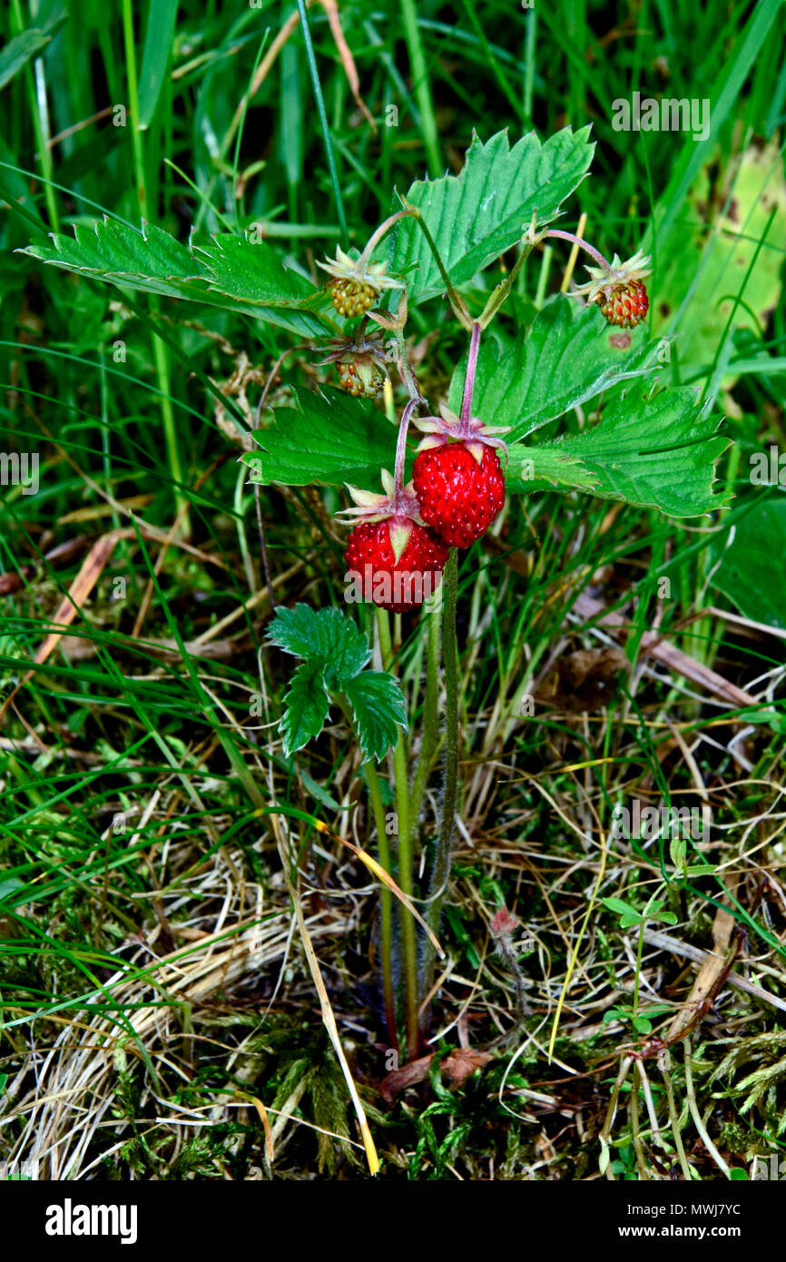 Wild strawberries on stalk Stock Photo - Alamy