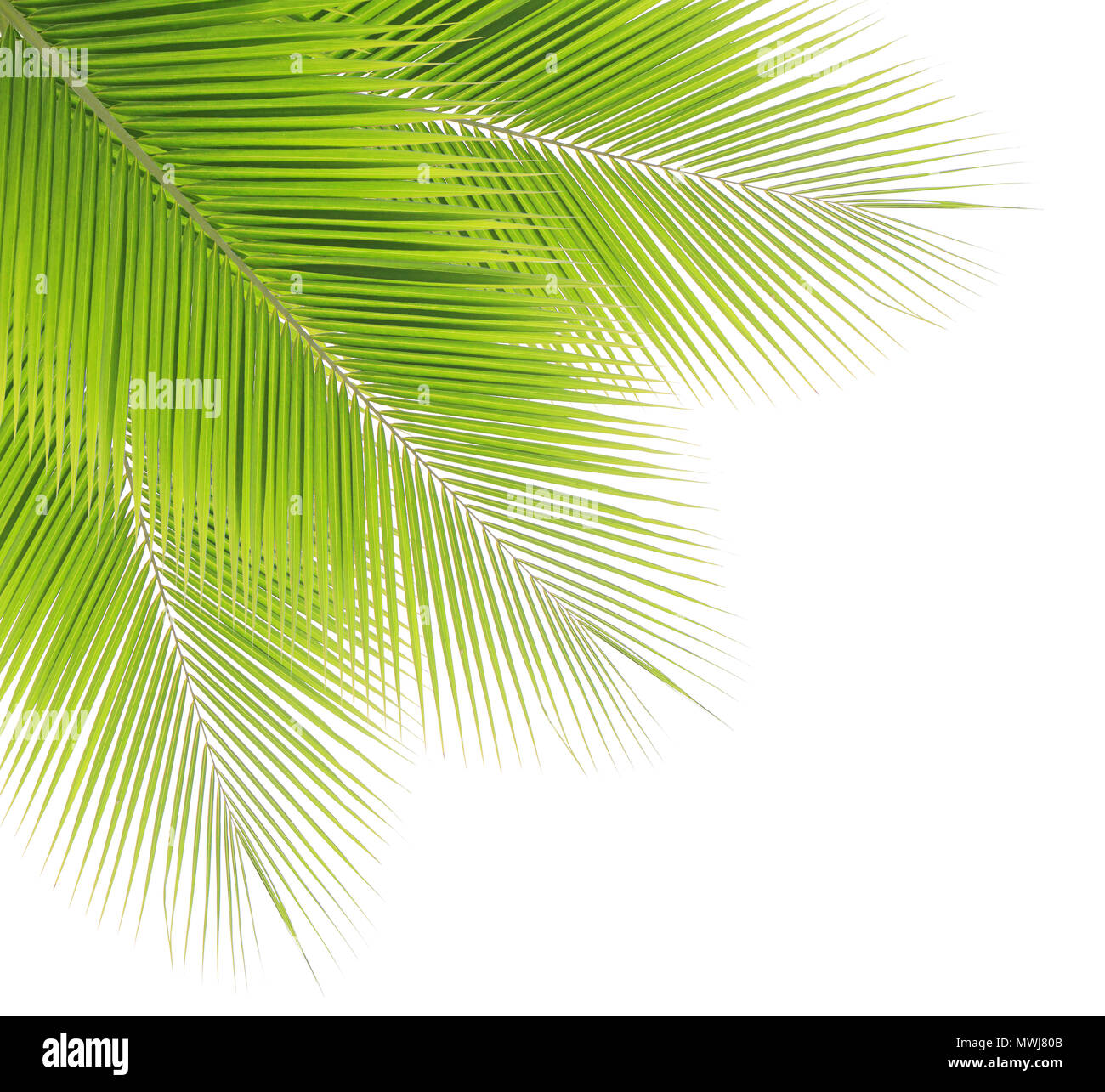 Coconut leaf isolated on white background Stock Photo - Alamy