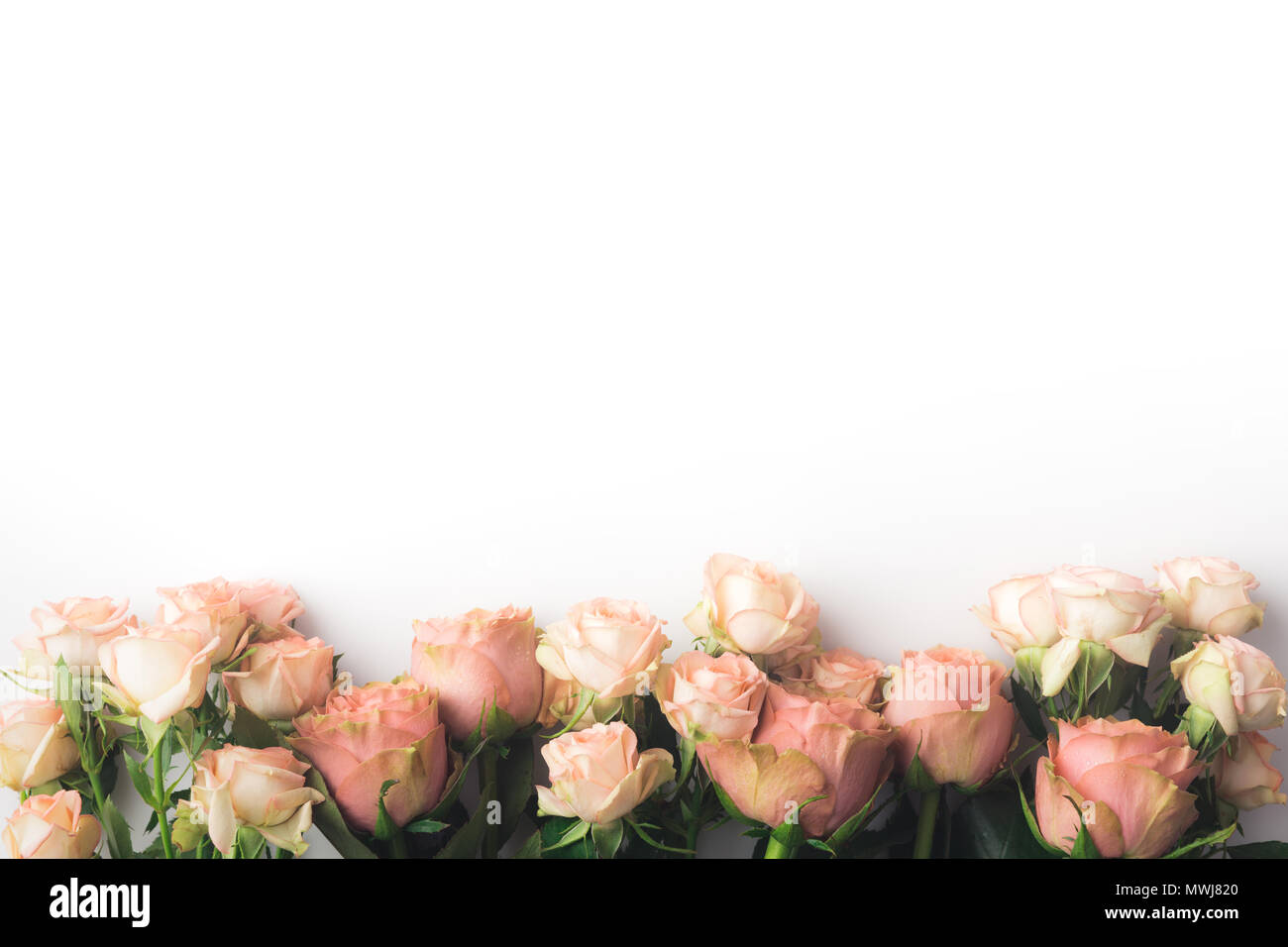 pink rose flowers isolated on white background with copy space Stock ...