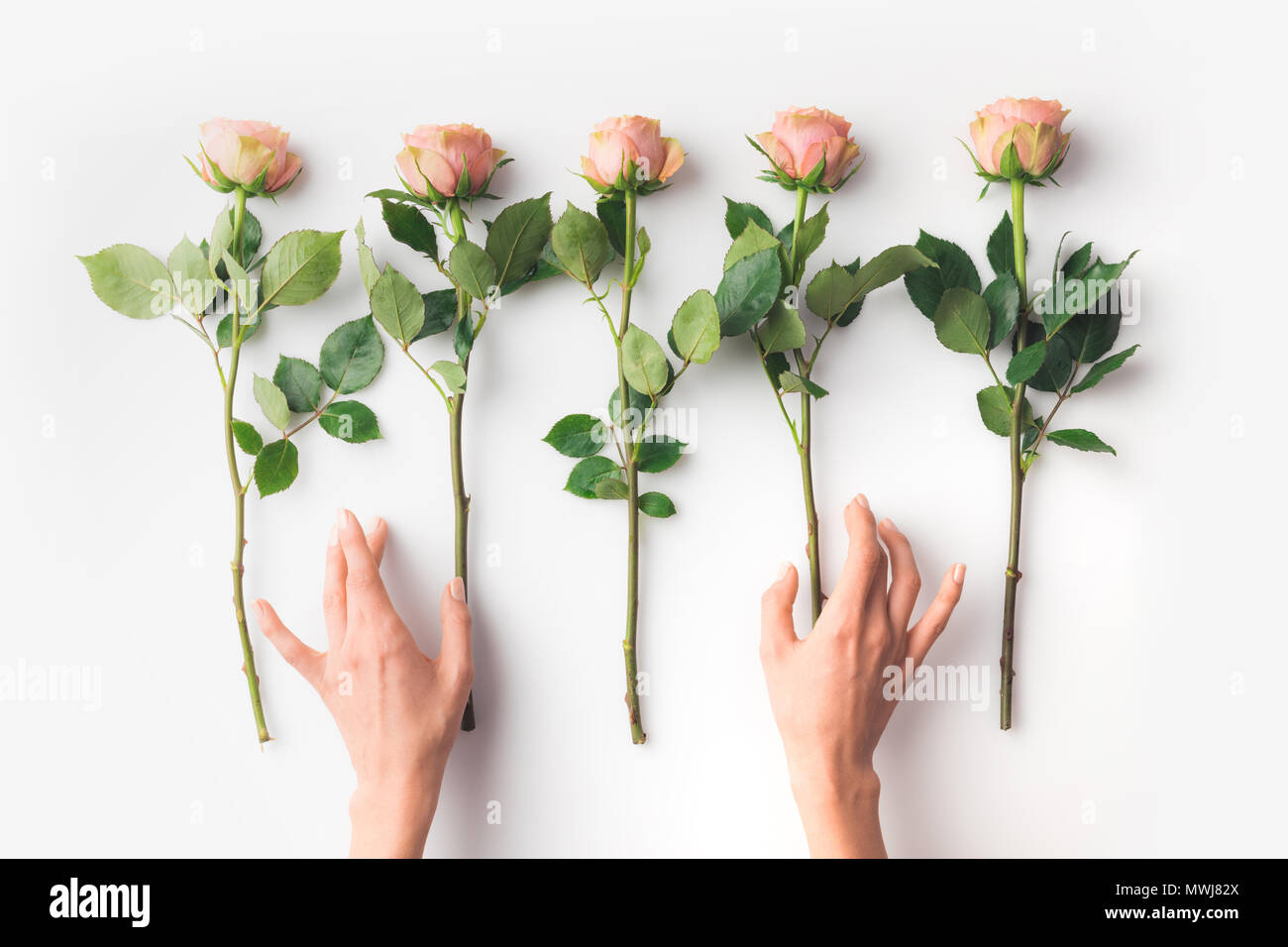hands with pink roses isolated on white Stock Photo - Alamy