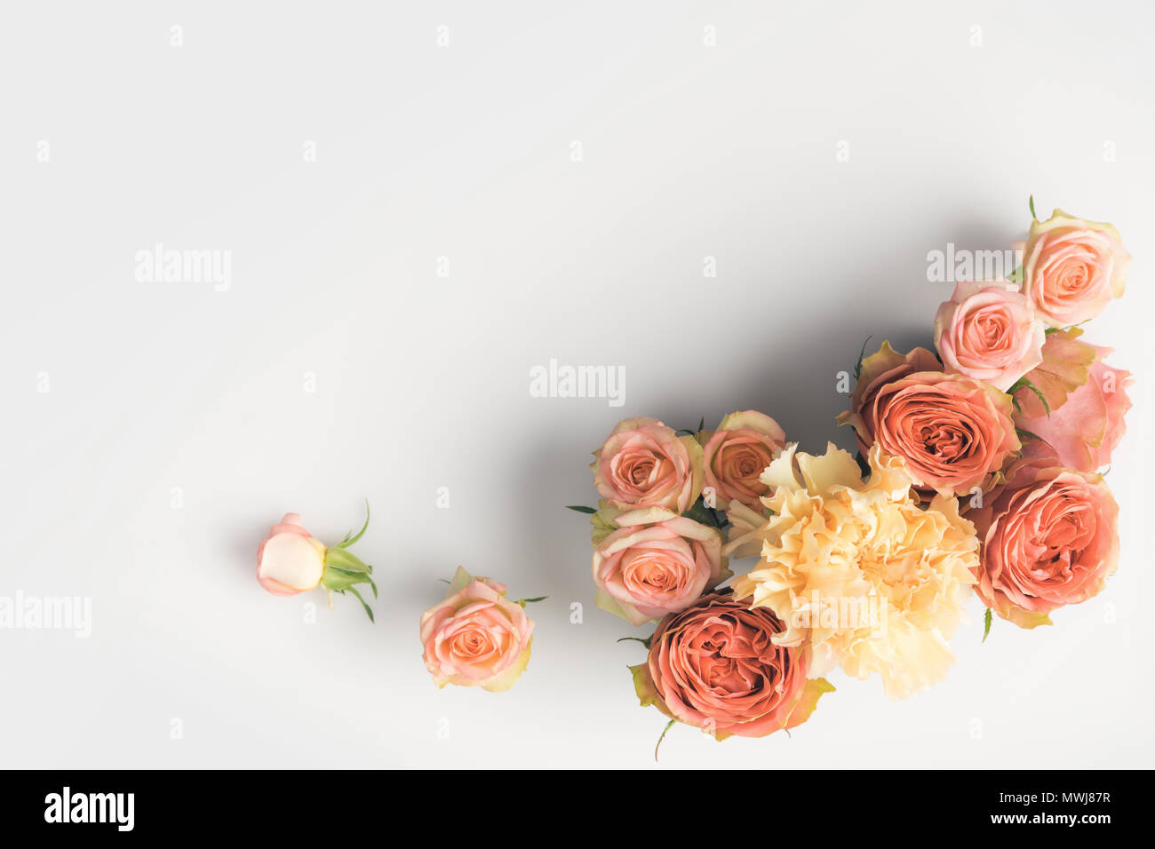 pink rose flowers isolated on white background with copy space Stock ...