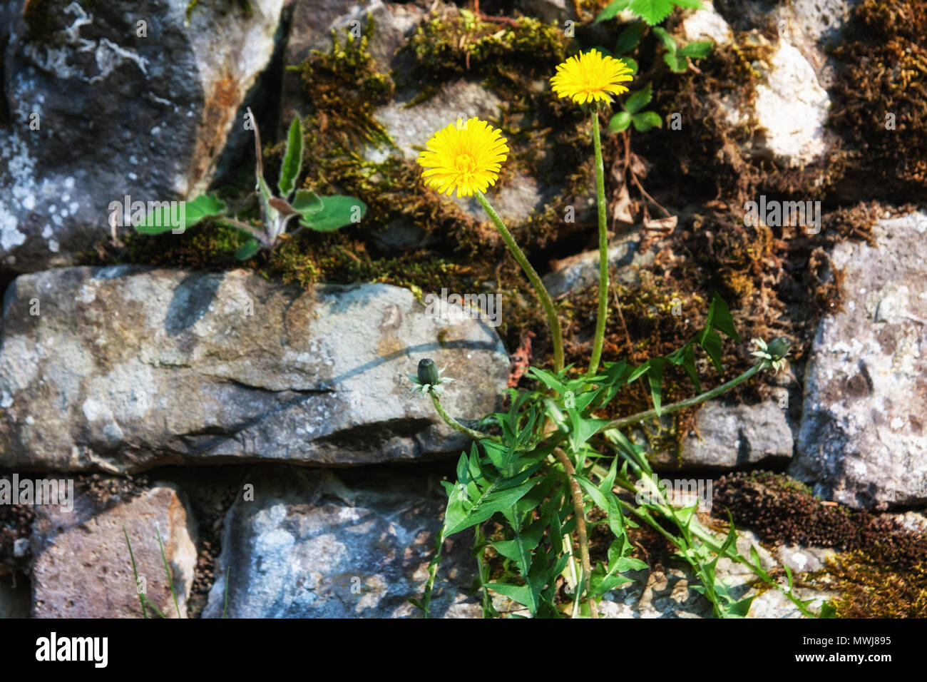 Two dandelions on a rustic natural stone wall in the sunshine Stock ...