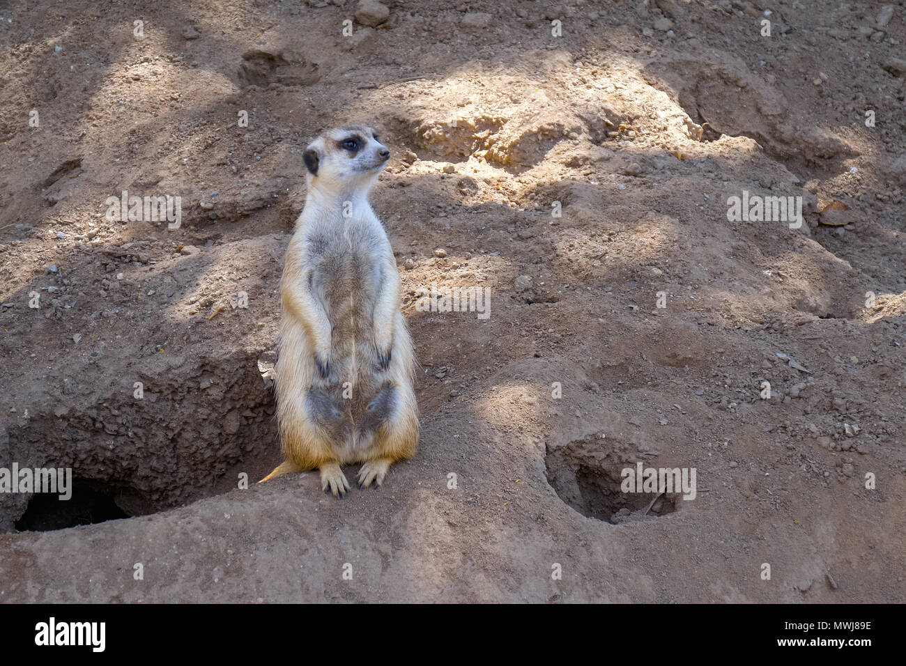 Sentinel standing hi-res stock photography and images - Alamy