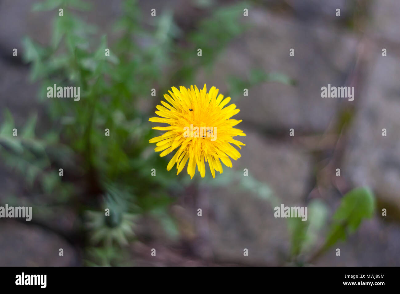 Dandelion with small bugs growing on the pavement Stock Photo - Alamy