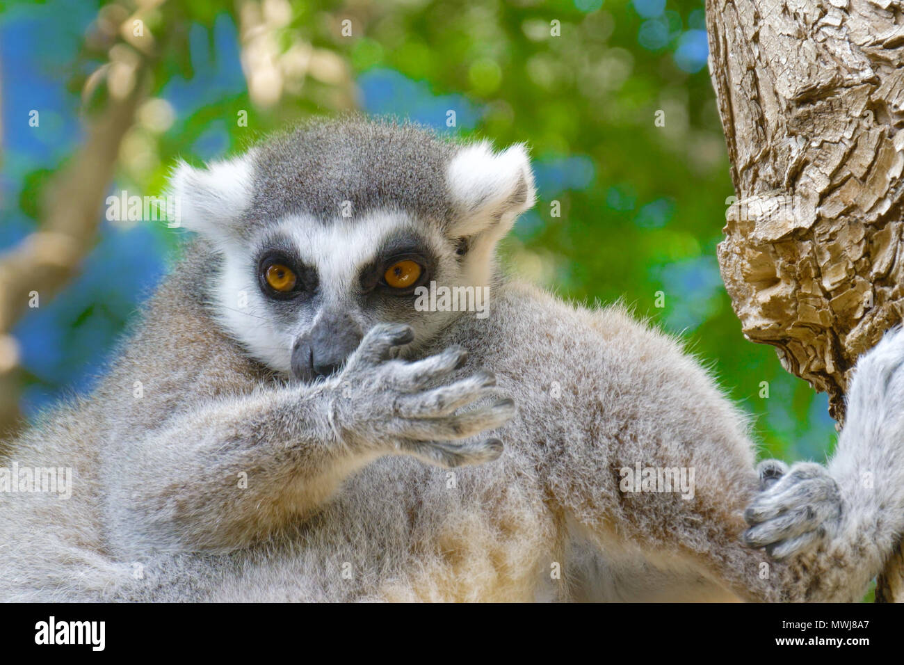 Lemur cat hi-res stock photography and images - Alamy