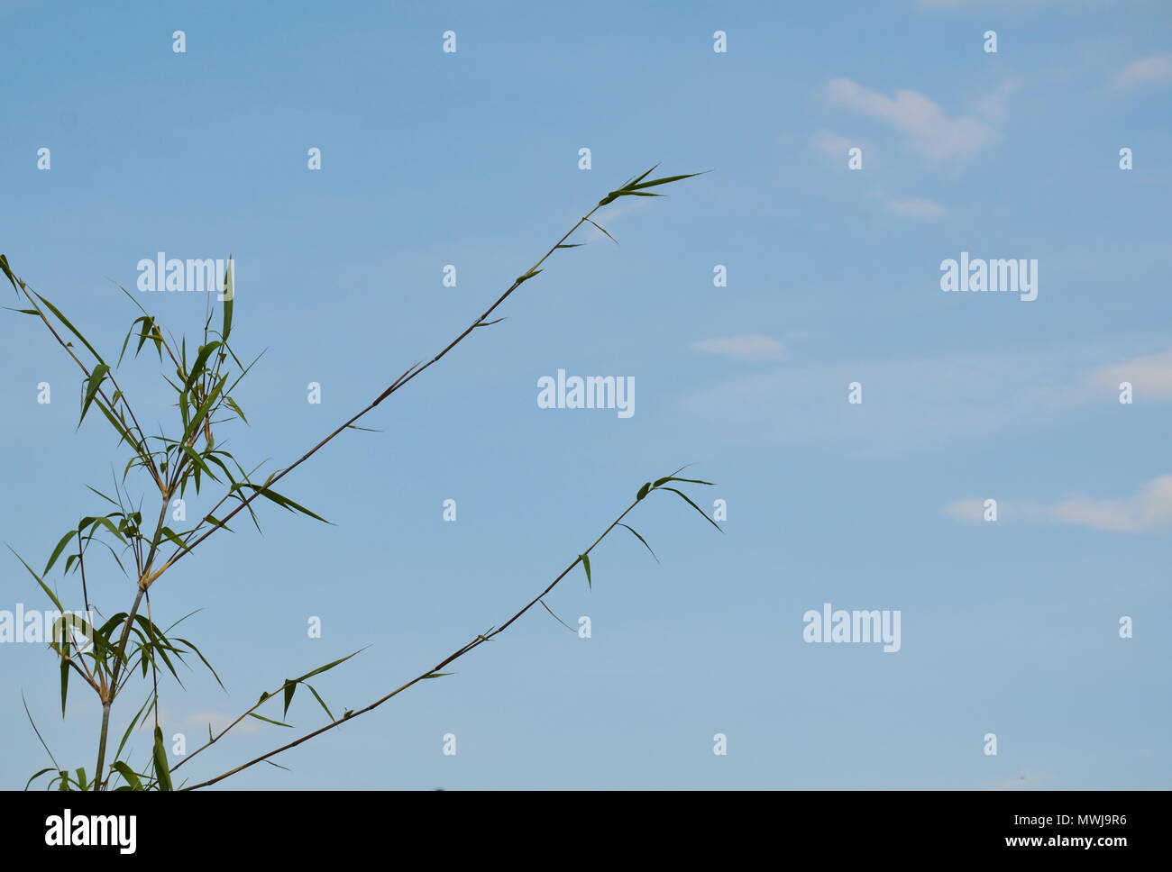 bamboo wind convergence on sky background Stock Photo - Alamy