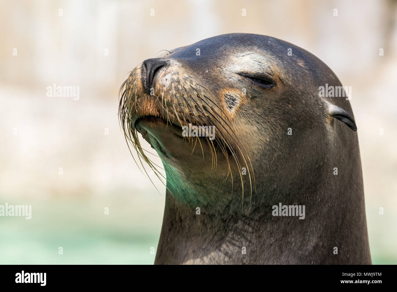 Seals sea lions sunbathing hi-res stock photography and images - Alamy