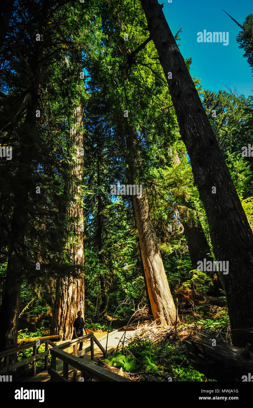 Old Growth Cedar Forest in Mt. Rainier National Park, Washington State ...