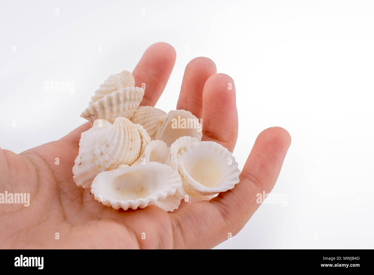 Hand holding Beautiful sea shell on a white background Stock Photo - Alamy