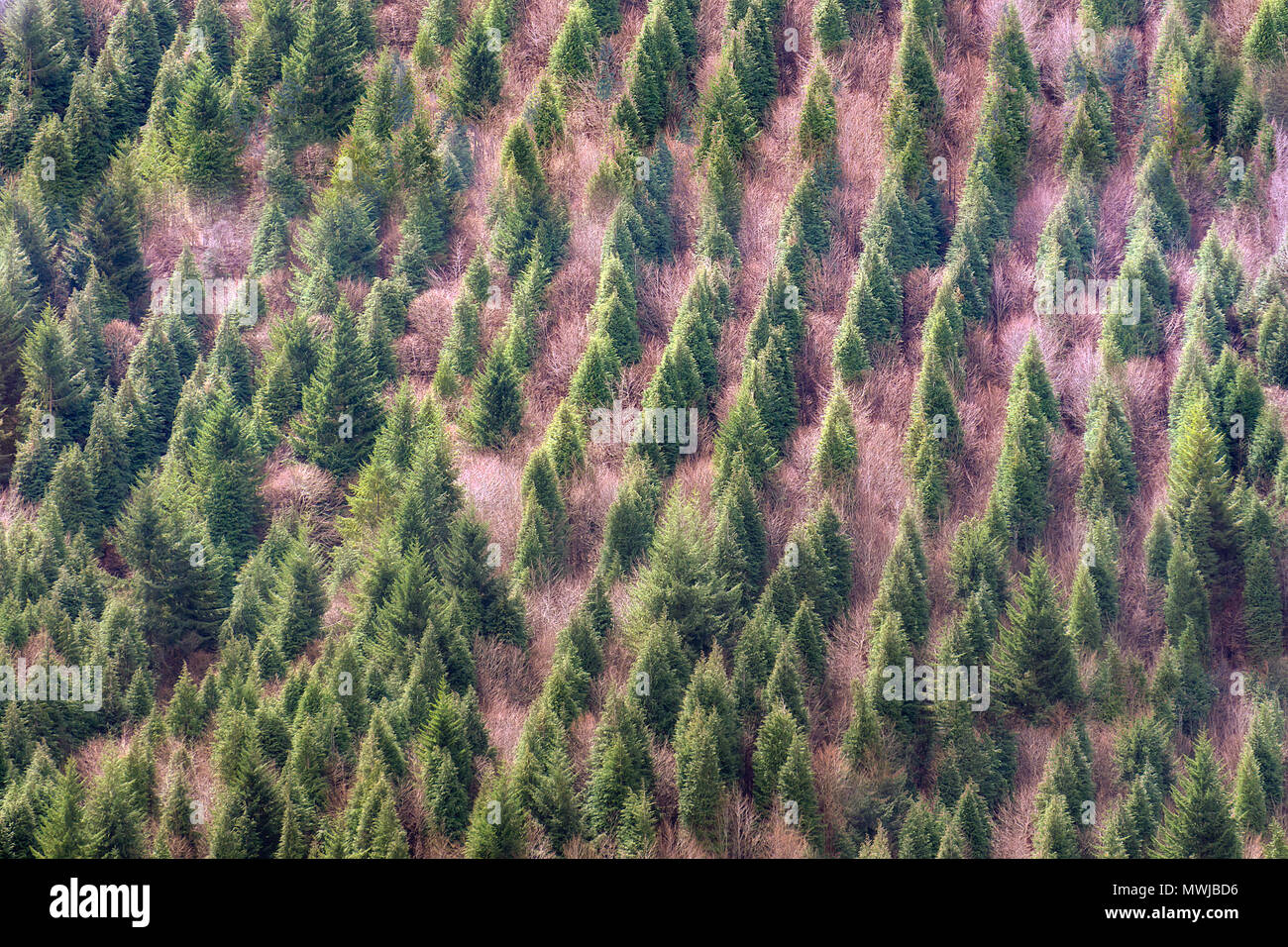 background of forest with trees pattern Stock Photo - Alamy