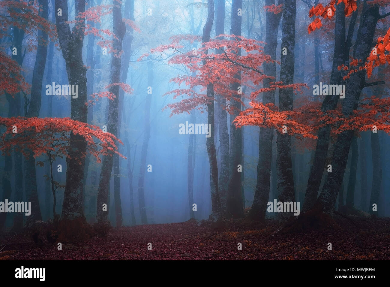 fantasy moody forest in autumn Stock Photo - Alamy