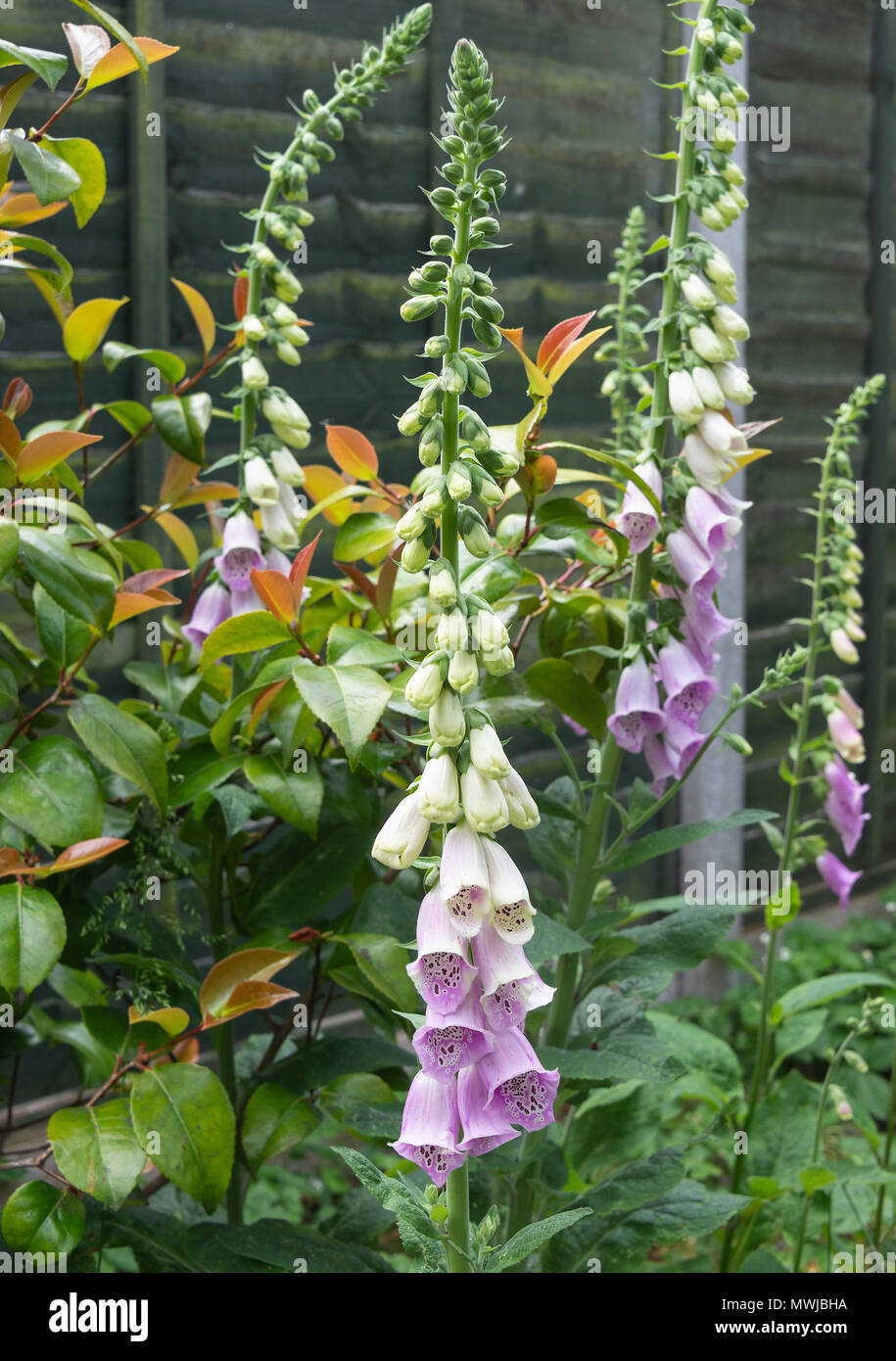 Pink Cream and White Foxglove Flowers in a Border in a Garden in ...