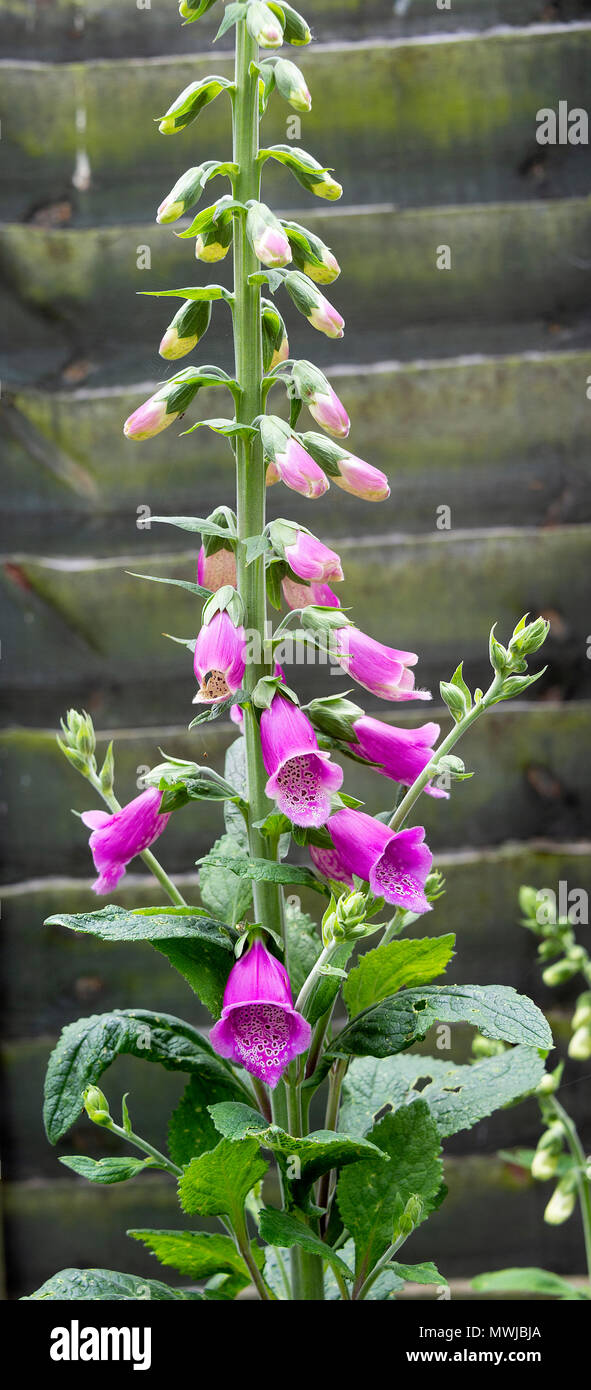 Foxglove Uk Garden Stock Photos & Foxglove Uk Garden Stock Images - Alamy