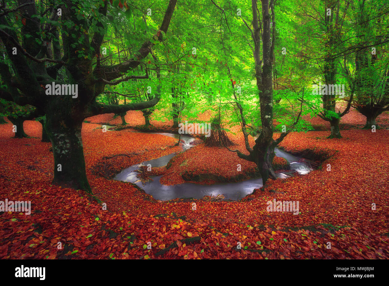 dreamy forest with a river Stock Photo - Alamy