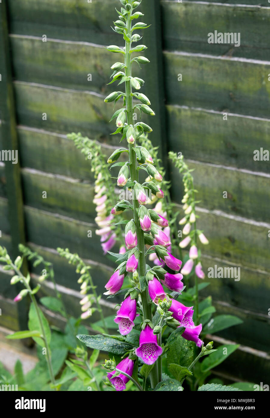 Purple and Cream Foxglove Flowers Growing in a Border in a Garden in ...