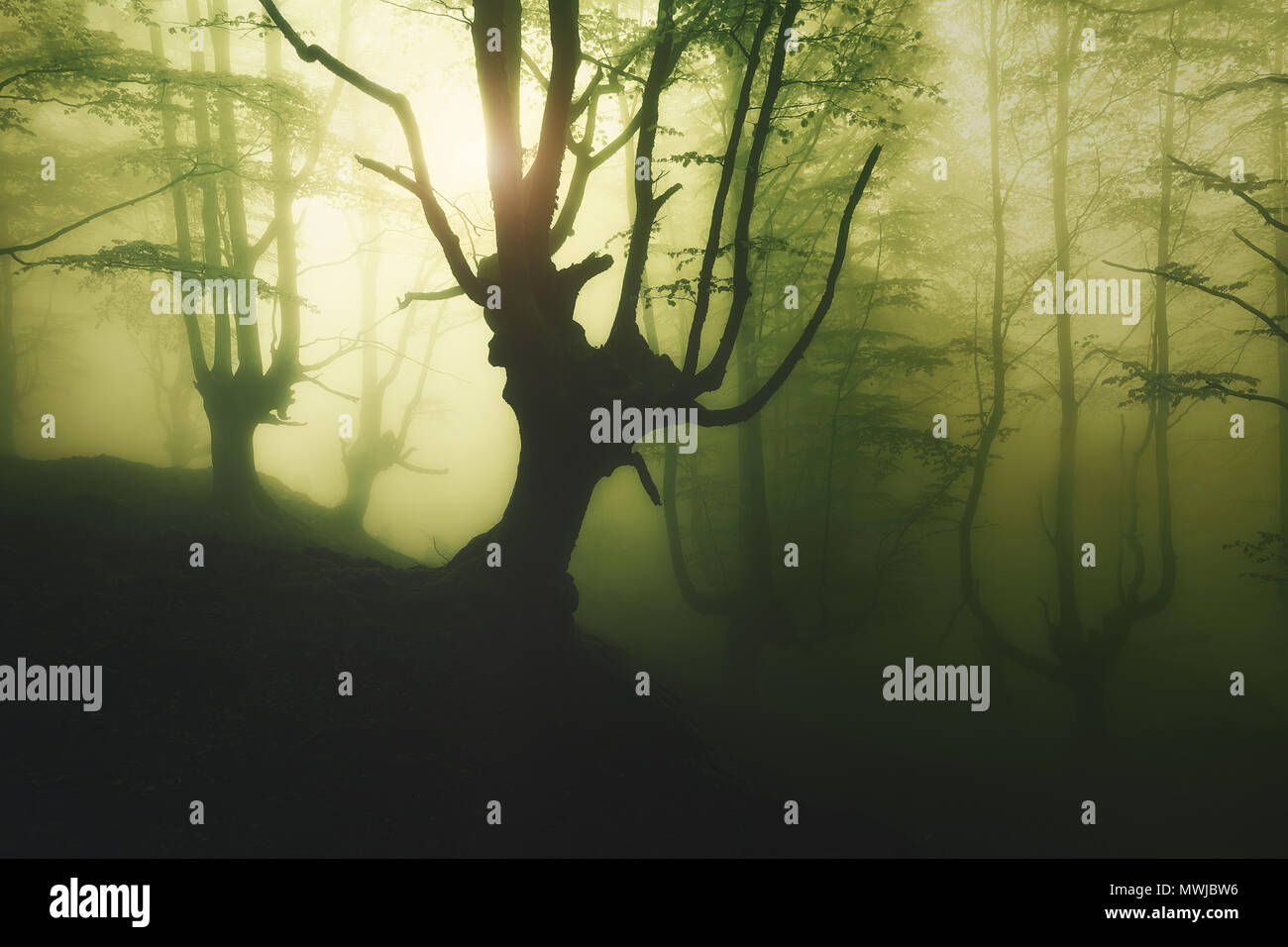 mysterious foggy forest at the spring Stock Photo - Alamy