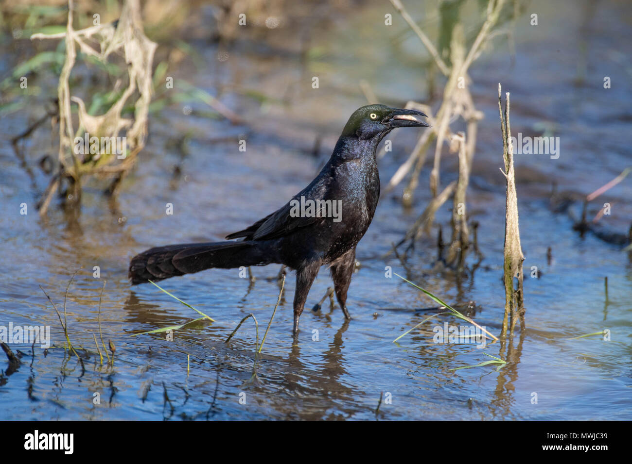 Male great-tailed grackle, (Quiscalus mexicanus), with a fish. Bosque ...