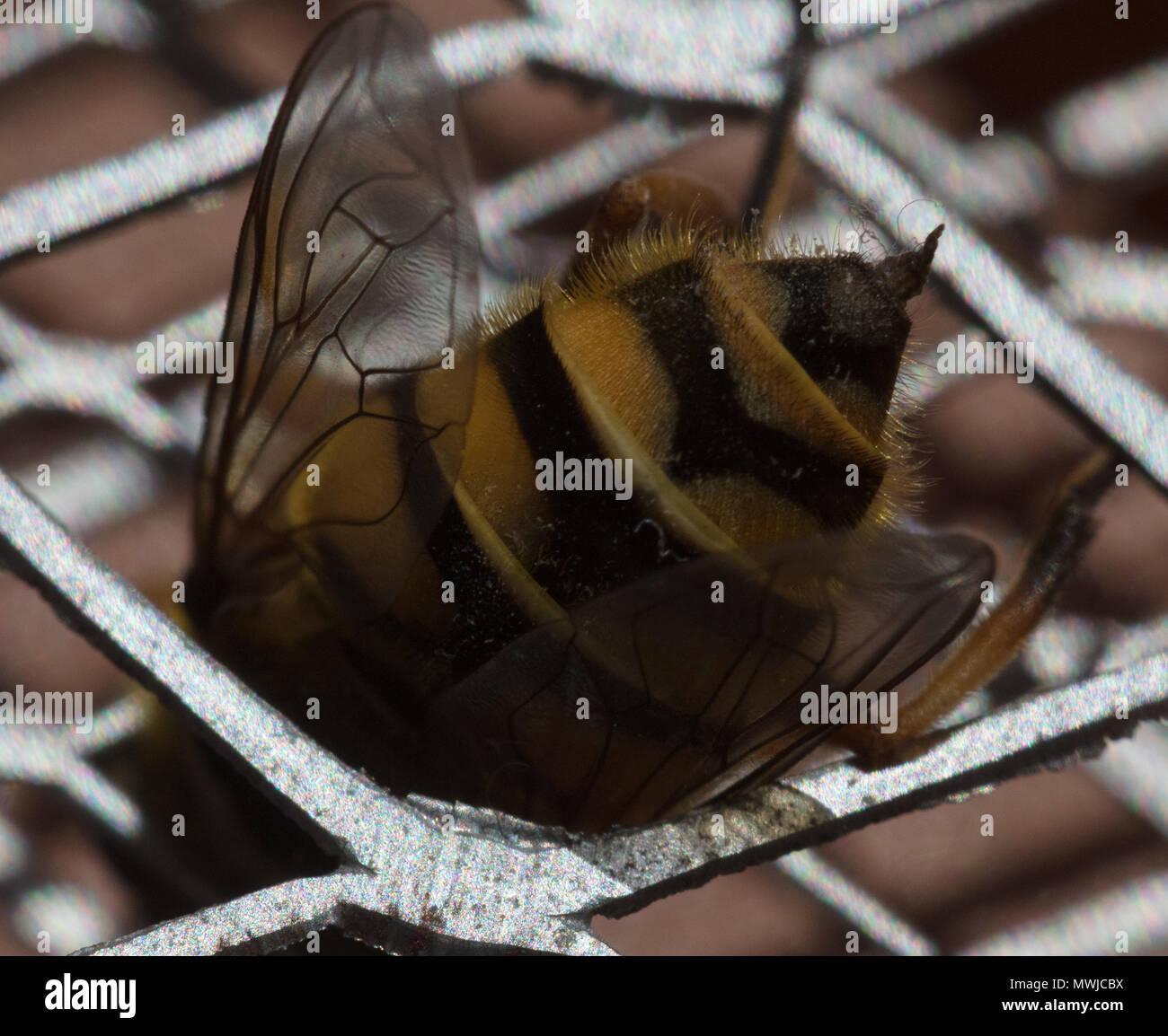 Honey bee sting skin hi-res stock photography and images - Alamy