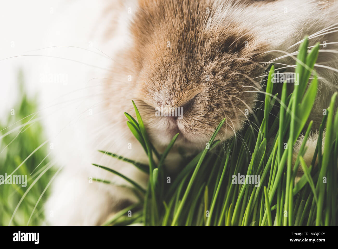 Rabbit nose hi-res stock photography and images - Alamy