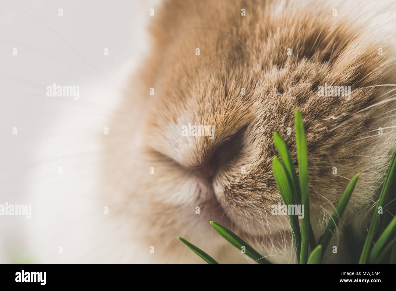 Rabbit nose hi-res stock photography and images - Alamy