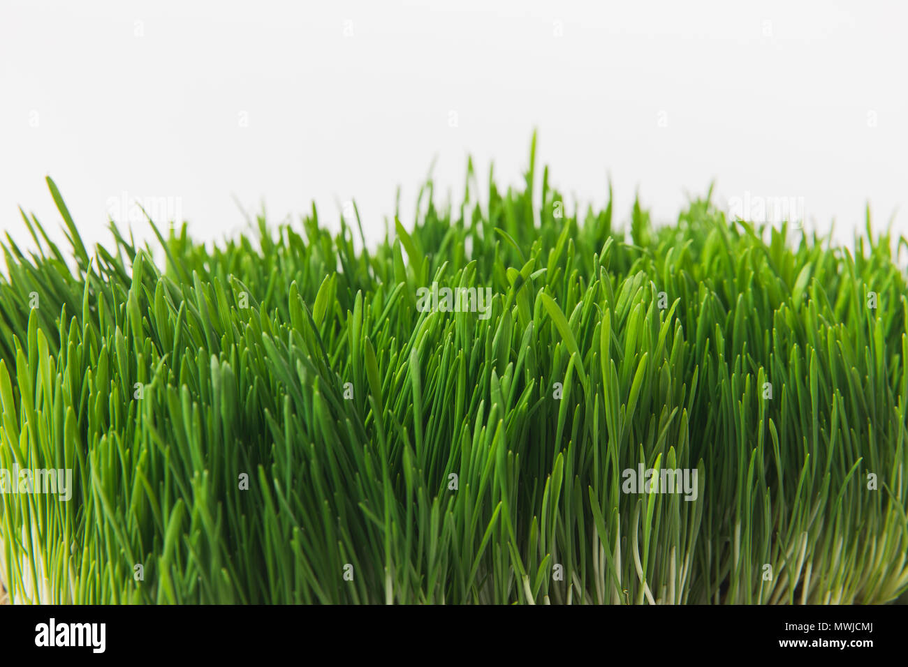 Front view of green grass stems isolated on white Stock Photo - Alamy