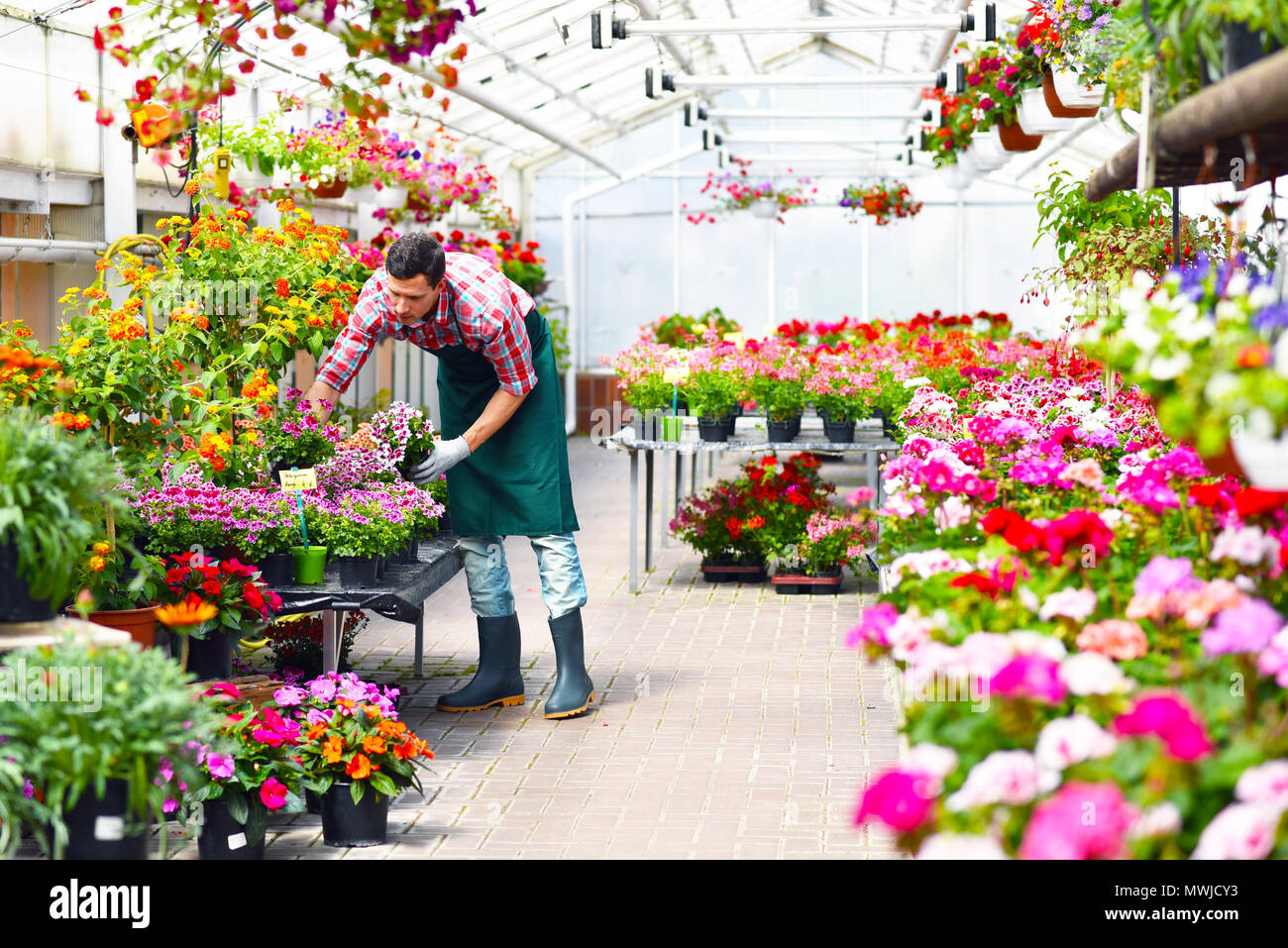 Gardener works in a greenhouse of a flower shop Stock Photo - Alamy