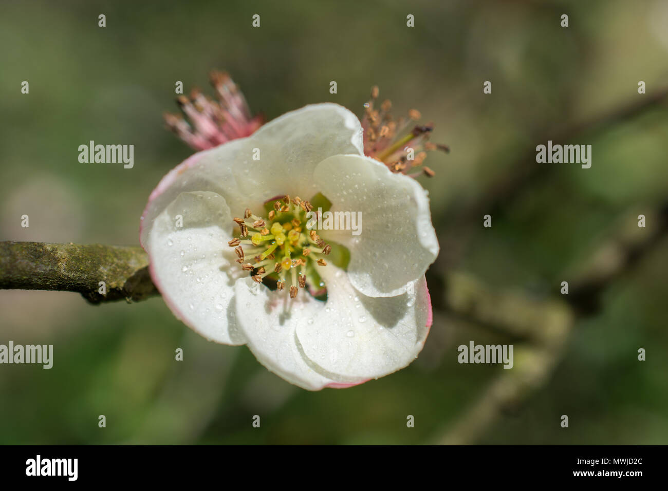 Tree bloom blossom beautiful flowers in spring season Stock Photo - Alamy