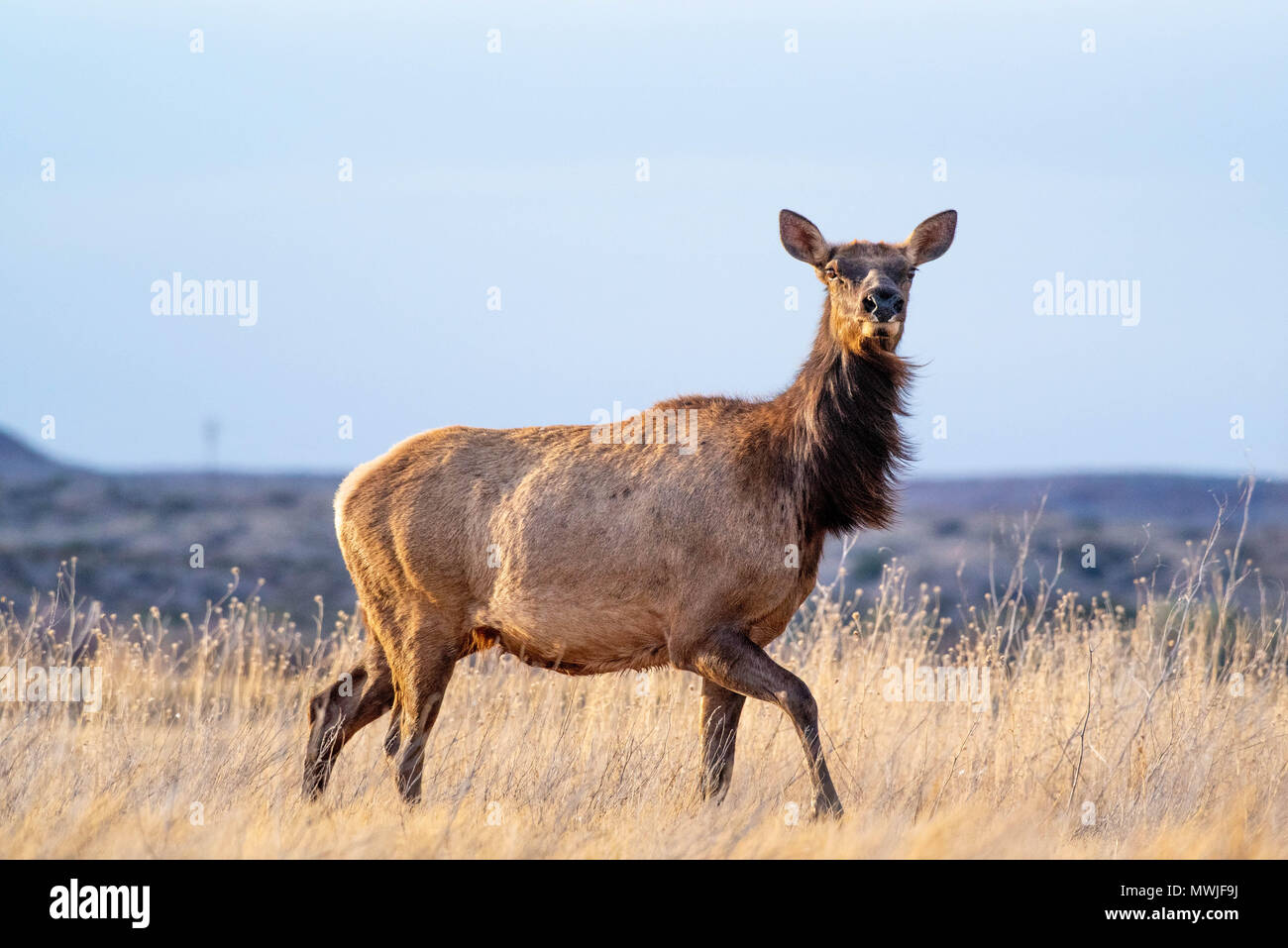 Rocky Mountain Elk, (Cervus canadensis nelsoni), Sevilleta National ...