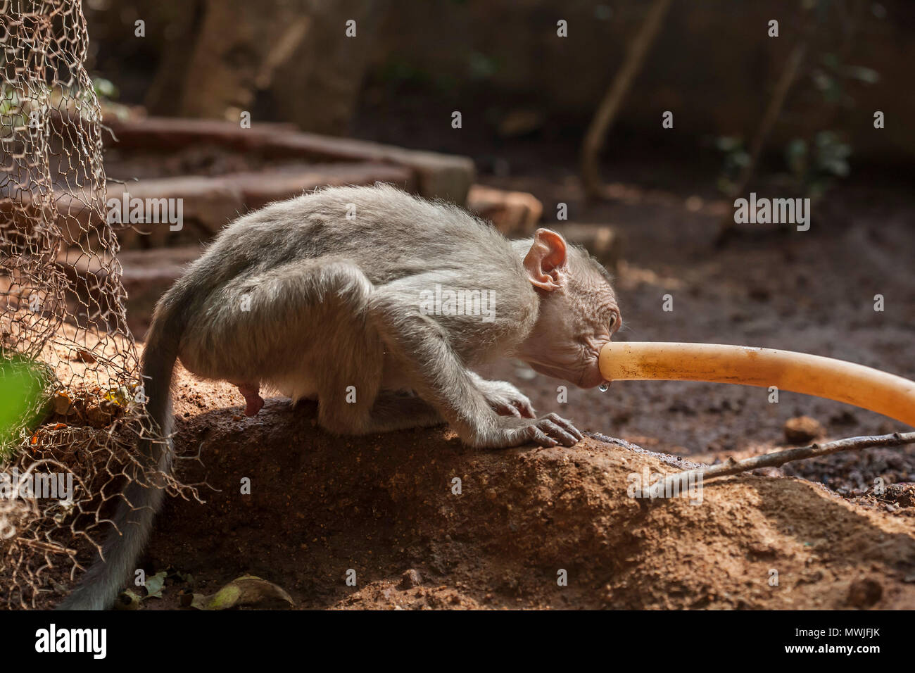 Rhesus Macaque little monkey drinking water close to Arunachala ashram ...