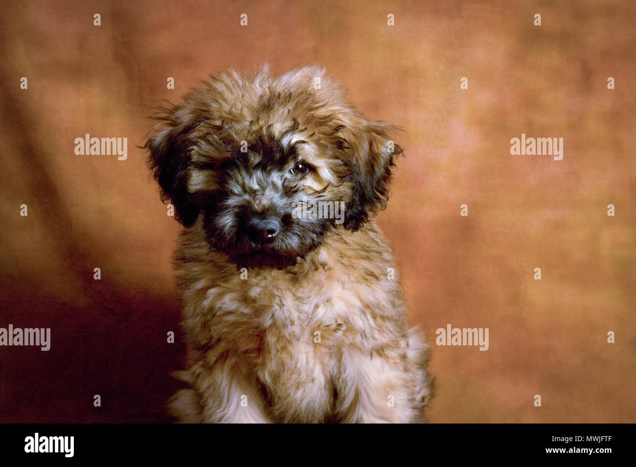 Whoodle dog hi-res stock photography and images - Alamy