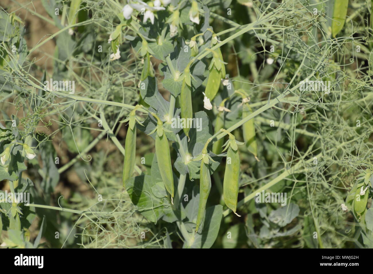 Green peas in the field. Growing peas in the field. Stems and pods of ...