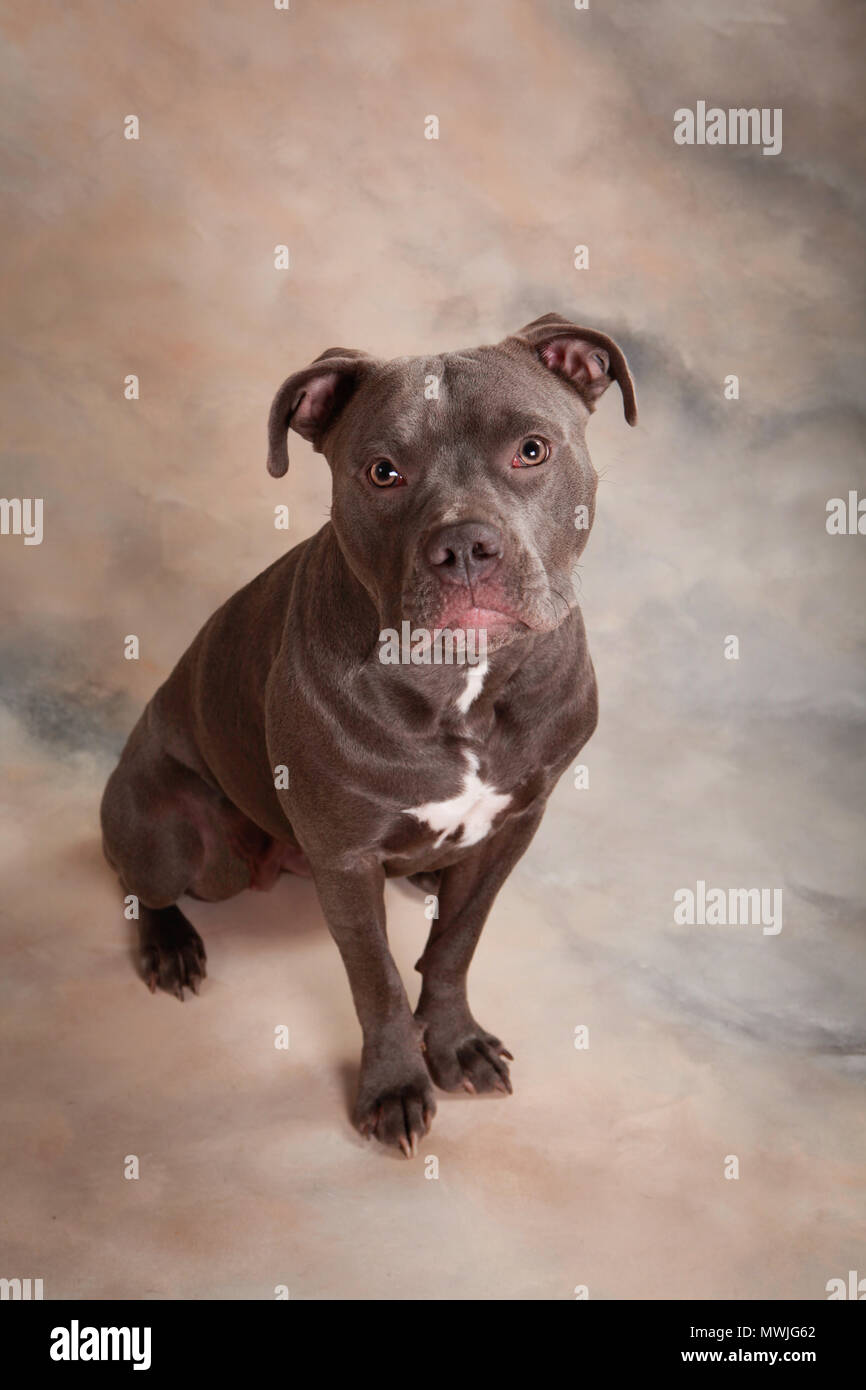 Blue pit bull hi-res stock photography and images - Alamy