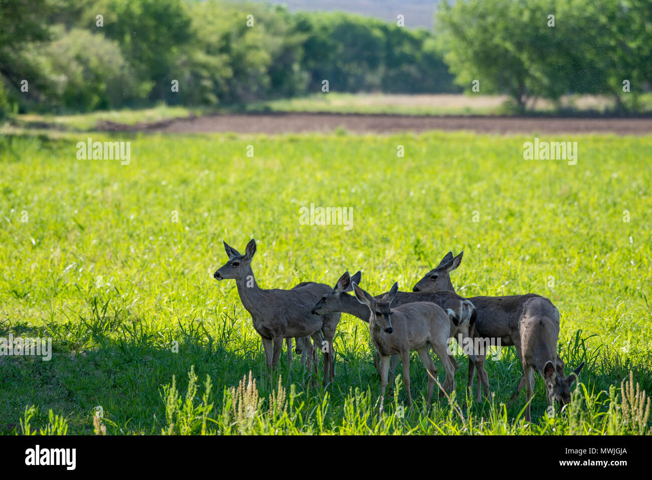 Rocky Mountain Mule Deer, (Odocoileus hemionus hemionus), Bosque del ...