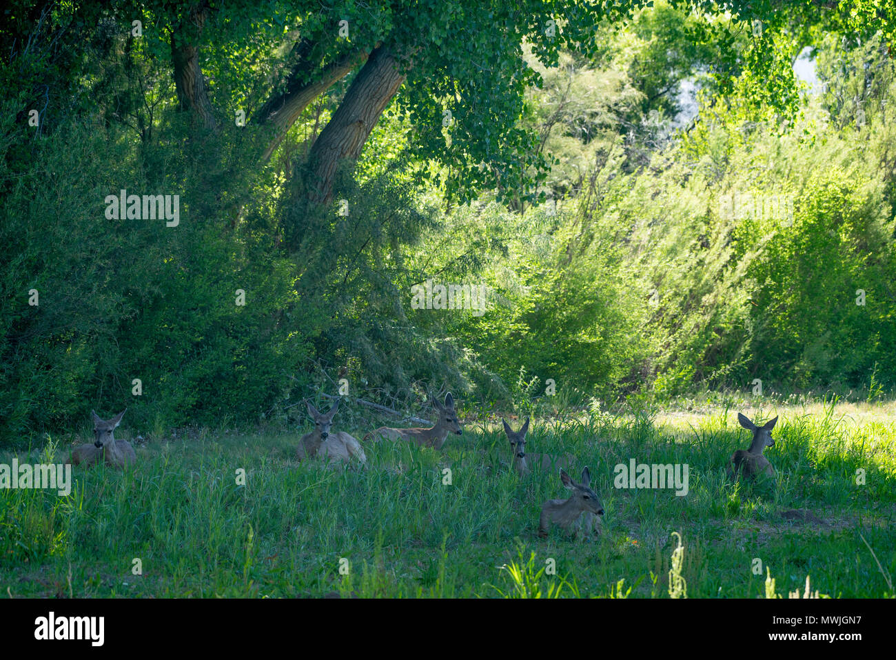 Rocky Mountain Mule Deer, (Odocoileus hemionus hemionus), Bosque del ...